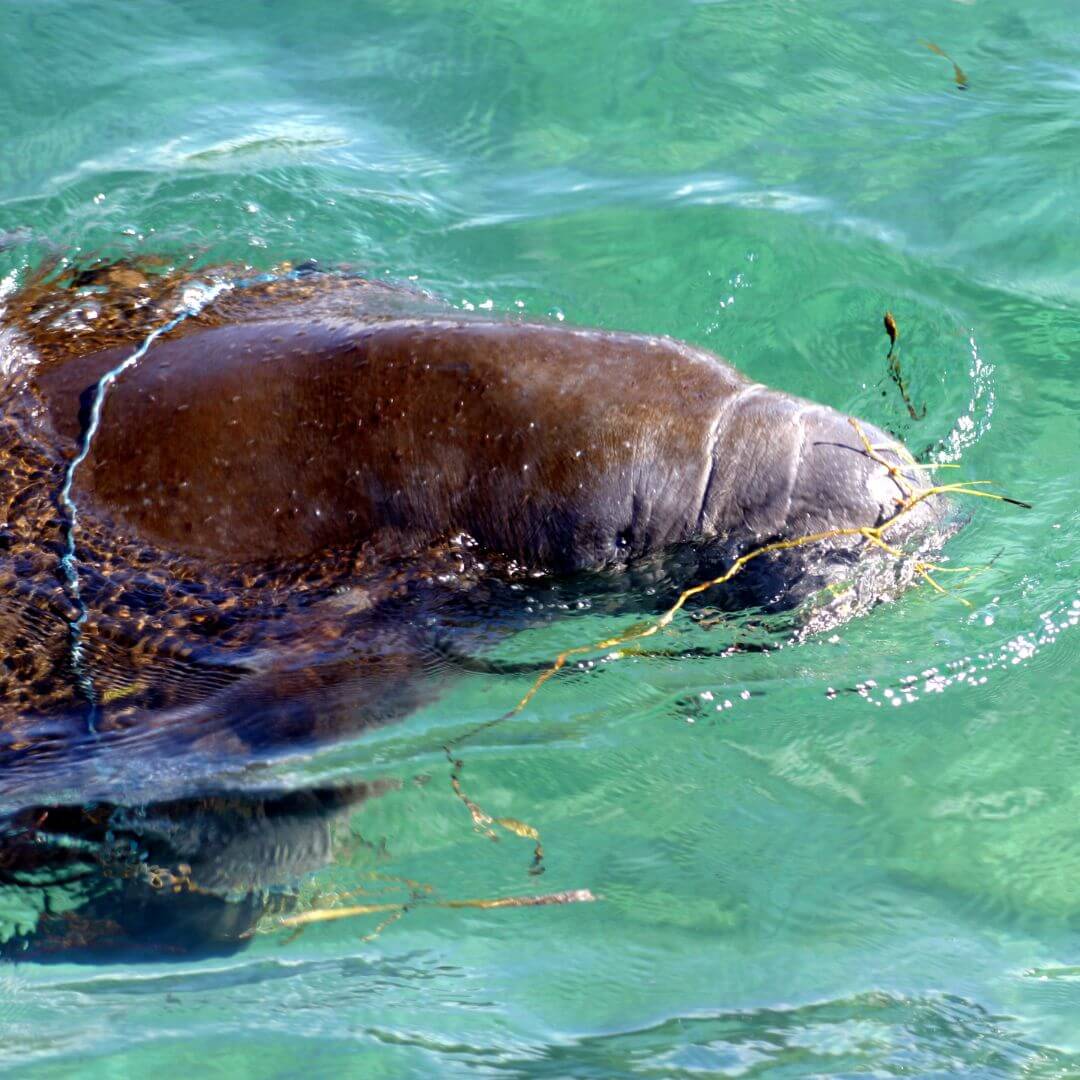 Manatee FAQ Archives - Citrus County Chamber of Commerce